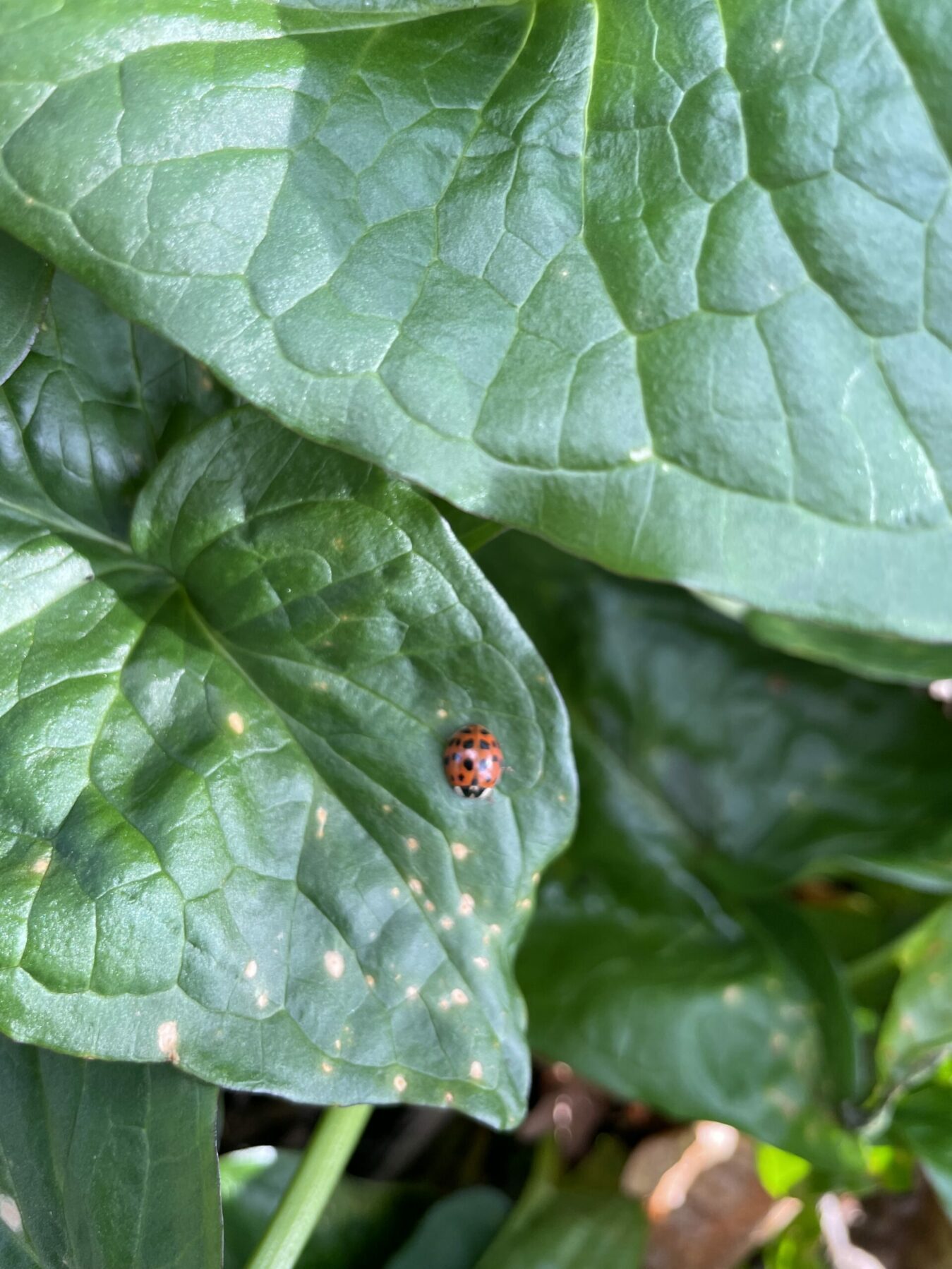 My Friend Bear - Blessed Robert Widmerpool Catholic Voluntary Academy ...